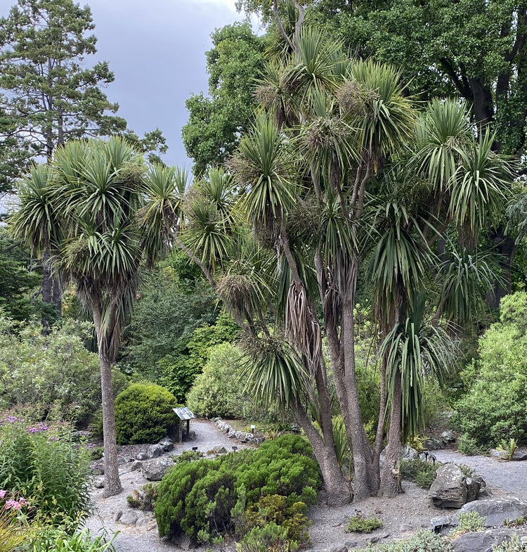 Tī Kōuka - Cabbage Tree – Celebrate Christchurch